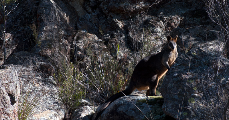 Geology and Geo-heritage – CCA – Save Mt Canobolas